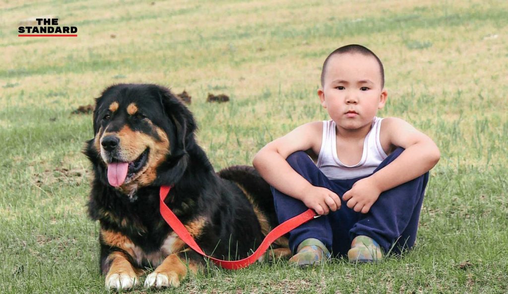 ‘Mongolian Bankhar’ สุนัขพันธุ์พื้นเมืองมองโกล สัญลักษณ์แห่งมิตรภาพและ ...