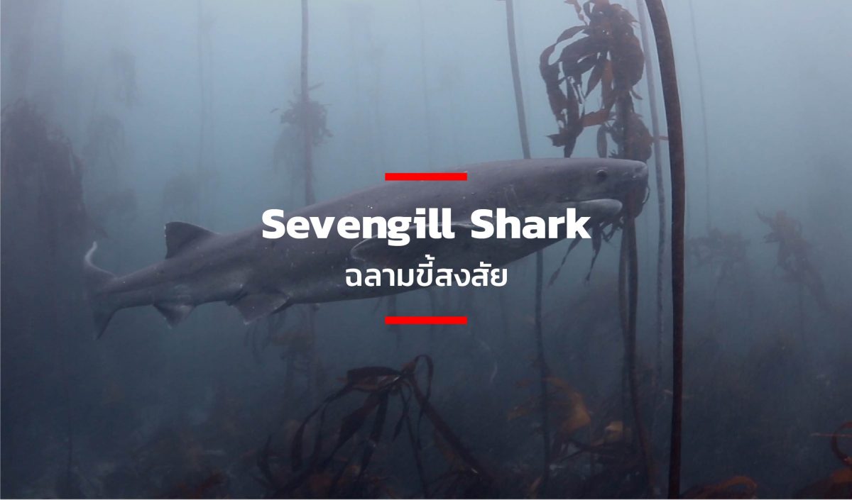 Sevengill Shark ฉลามขี้สงสัย – THE STANDARD