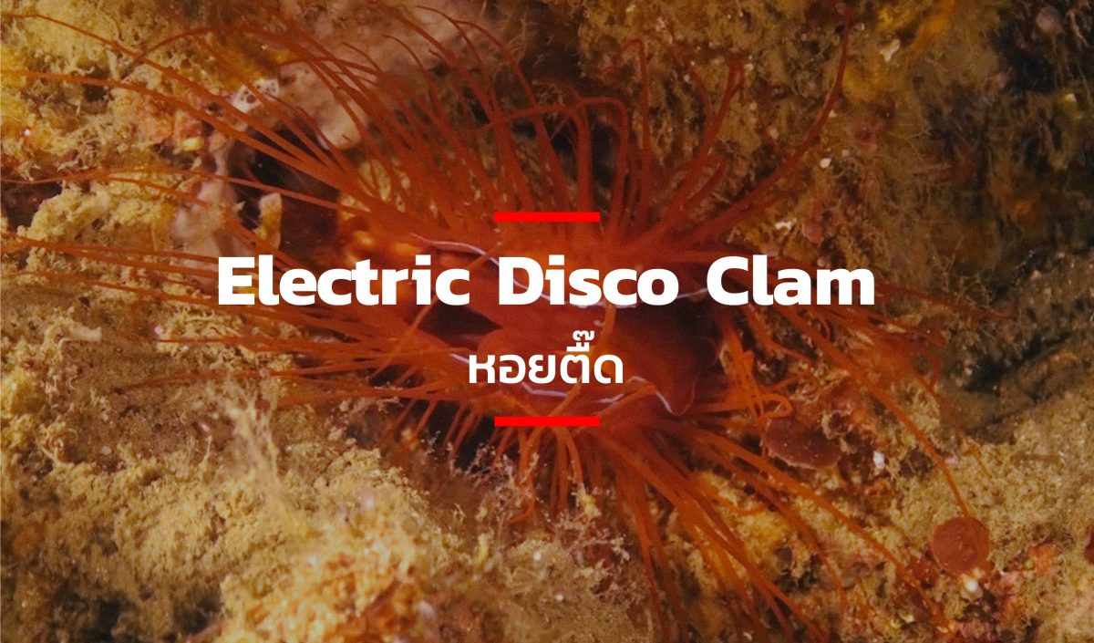 Electric Disco Clam หอยตื๊ด – THE STANDARD