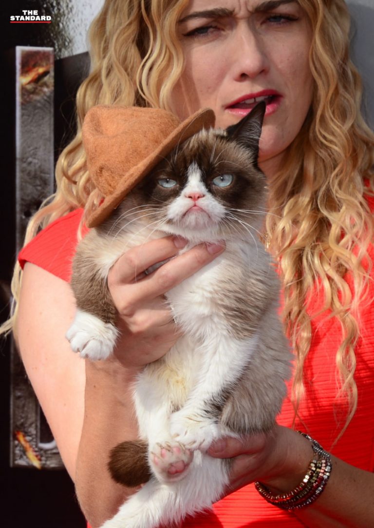 เจ้าเหมียว Grumpy Cat ชนะคดีค่าลิขสิทธิ์ ได้รับเงินชดเชยค่าเสียหายกว่า 22.3 ล้านบาท – THE STANDARD