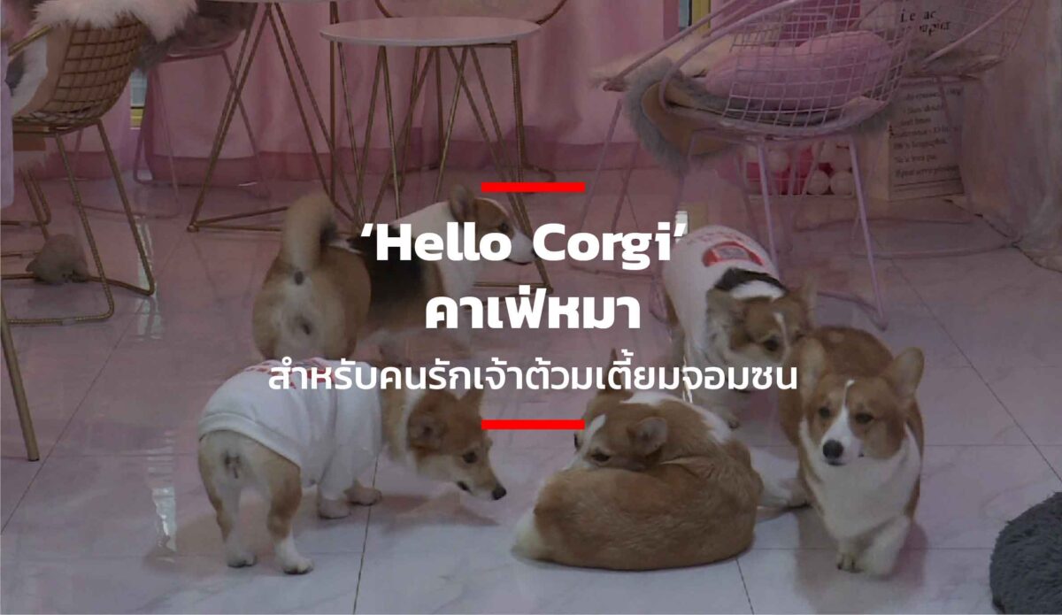 ‘Hello Corgi’ คาเฟ่หมาสำหรับคนรักเจ้าต้วมเตี้ยมจอมซน – THE STANDARD