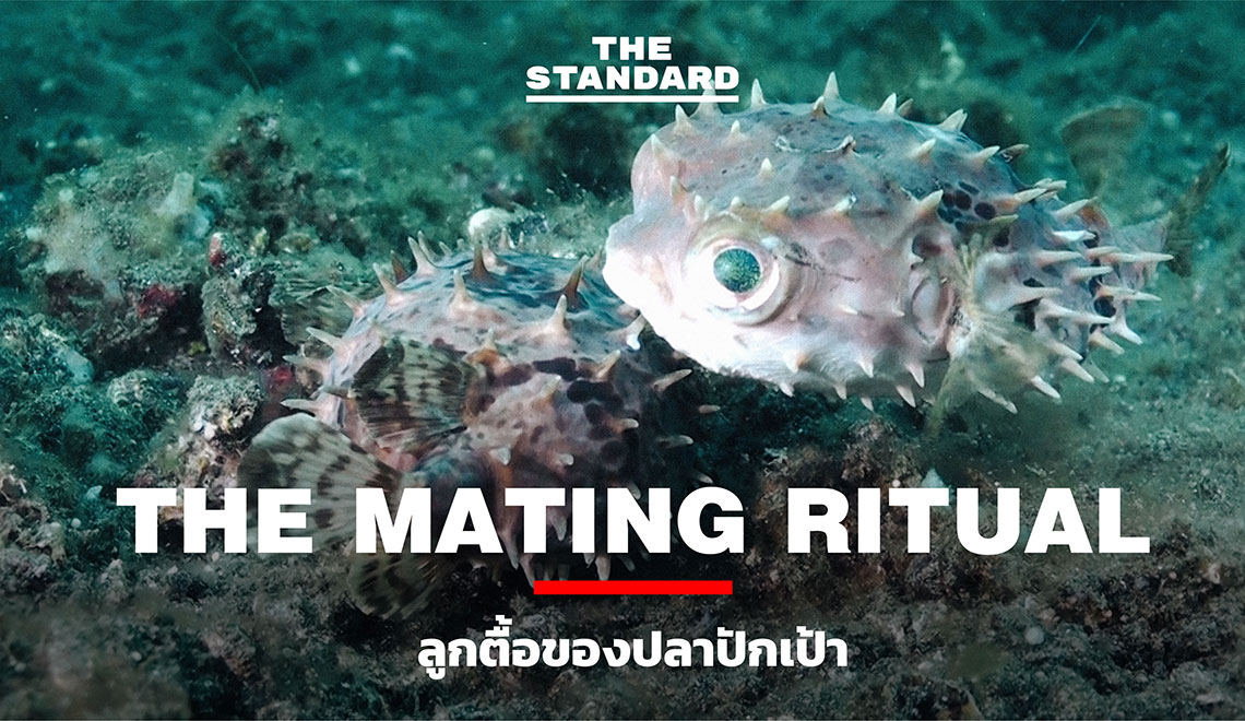 ลูกตื๊อของปลาปักเป้า The Mating Ritual – THE STANDARD