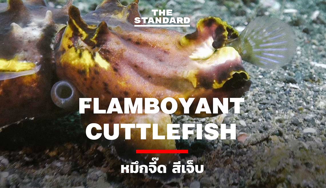 Flamboyant Cuttlefish หมึกจี๊ด สีเจ็บ – THE STANDARD