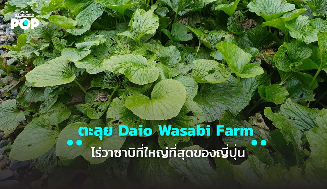 ตะลุย Daio Wasabi Farm ไร่วาซาบิที่ใหญ่ที่สุดของญี่ปุ่น – THE STANDARD