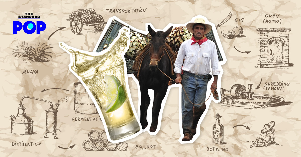 Tequila 101: จากต้นกำเนิดถึงอุตสาหกรรมสร้างชาติเม็กซิกัน ที่ทำให้หัน ...