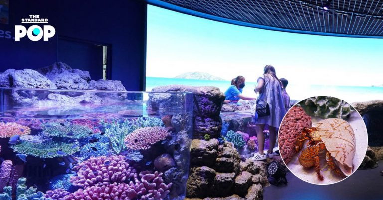 SEA LIFE ชวนสำรวจโลกชายฝั่งทะเล ผ่านโซนใหม่ ‘Rock Pool Explorer...แอ่ง ...