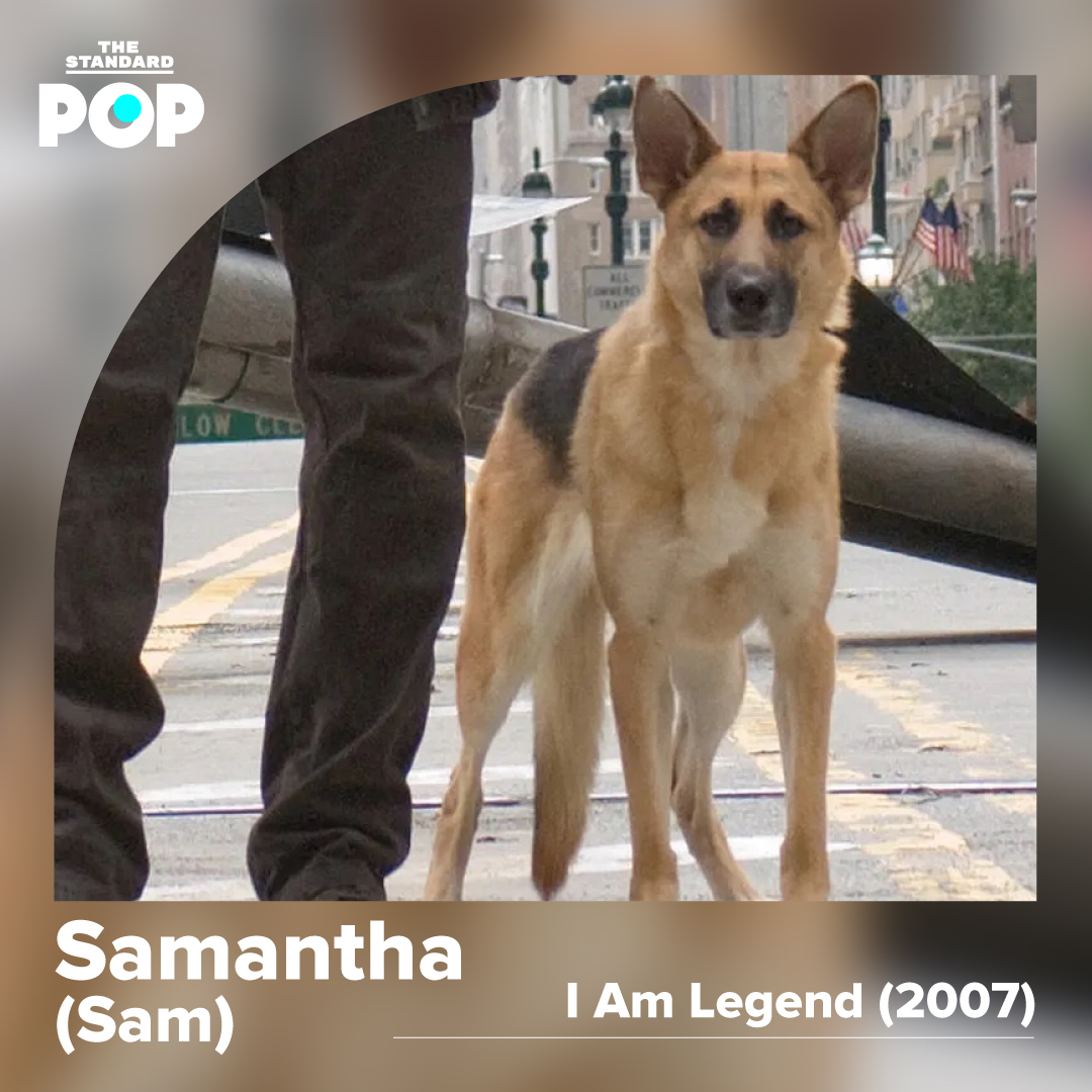 ‘ใครเล่าจะรักเราได้เท่าหมา’ 10 ตัวละครเจ้าตูบเพื่อนยากในโลกภาพยนตร์