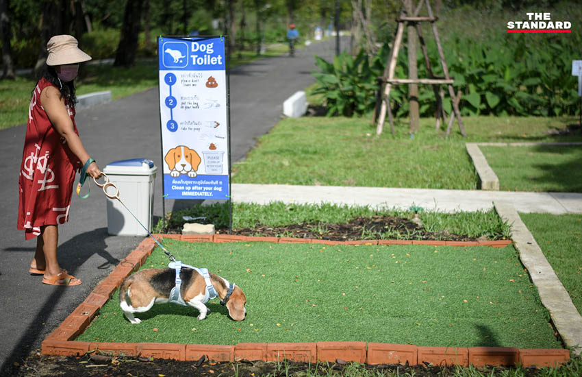 Dog Park เปิดแล้ววันแรกที่ ‘สวนเบญจกิติ’ สวนน้องหมากลางใจเมือง
