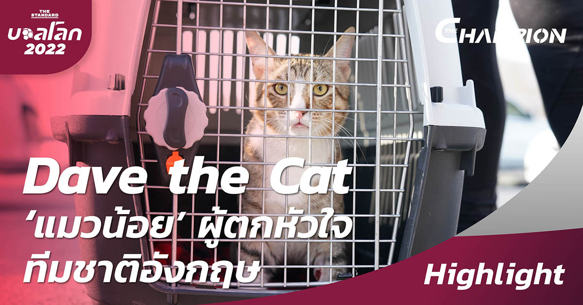 ชมคลิป: Dave the Cat ‘แมวน้อย’ ผู้ตกหัวใจนักเตะทีมชาติอังกฤษ I The ...
