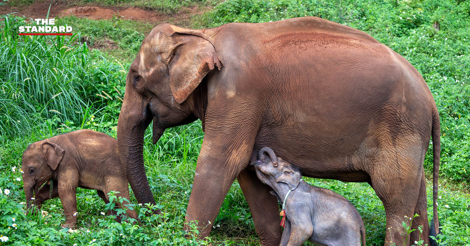 ชมความน่ารักสดใส ‘กันยา’ ลูกช้างป่าพลัดหลงแม่ พบพัฒนาการดีต่อเนื่อง